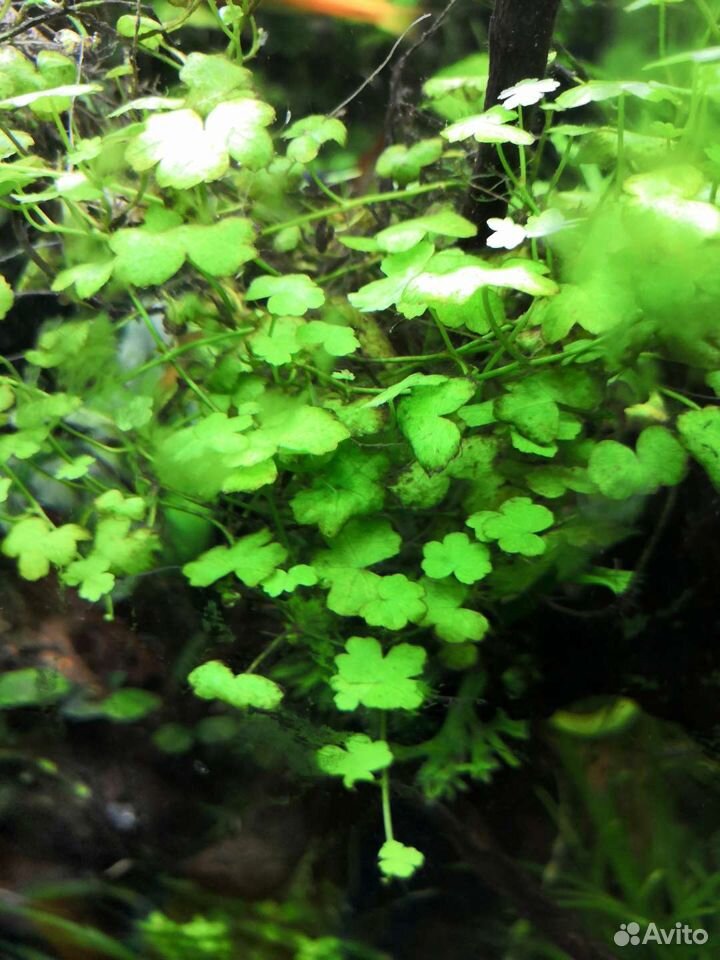 Гидрокотила трипартита