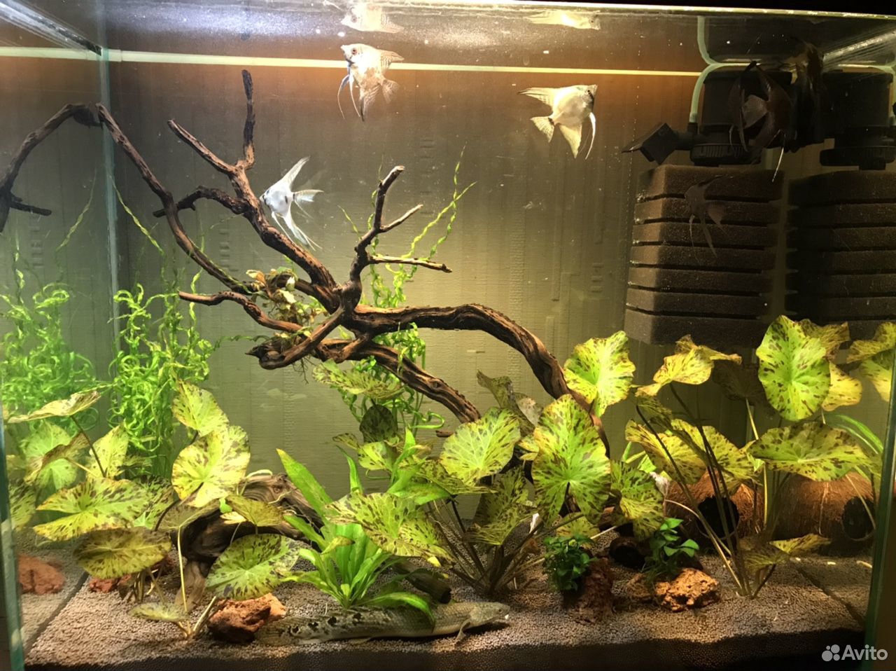Аквариум
