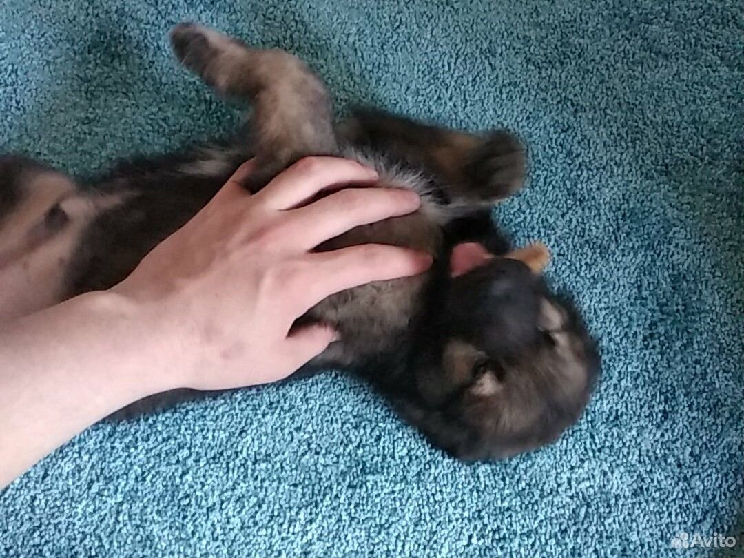 Морские свинки