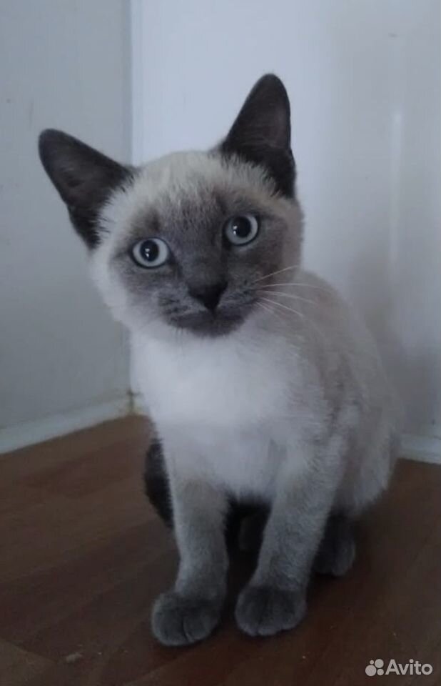 Красивый тайский котёнок Оливер 5 месяцев в дар
