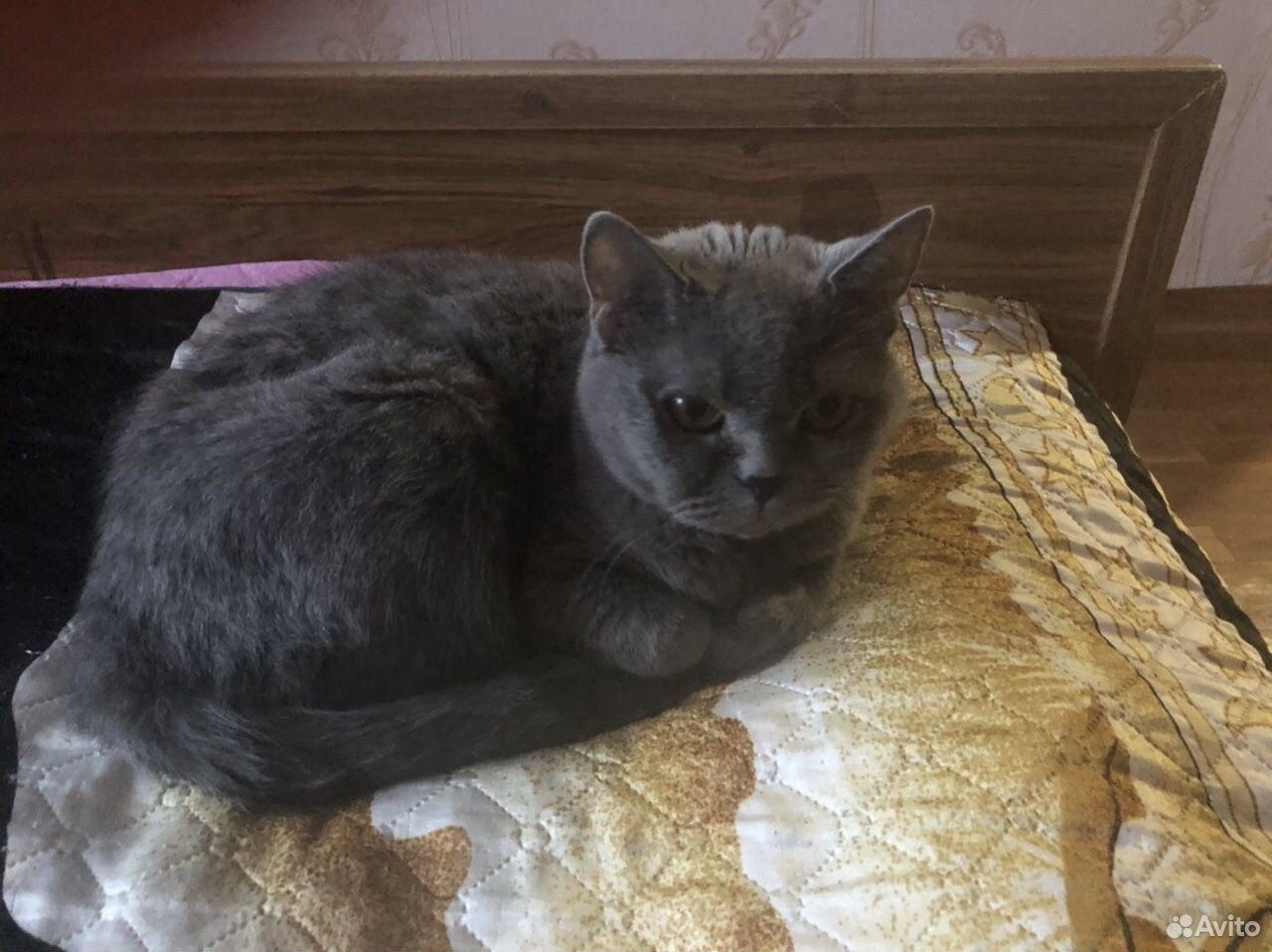 Британка голубая