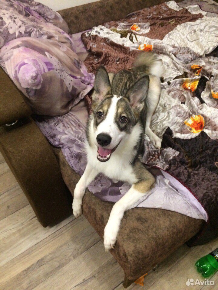 Фанни ищет дом