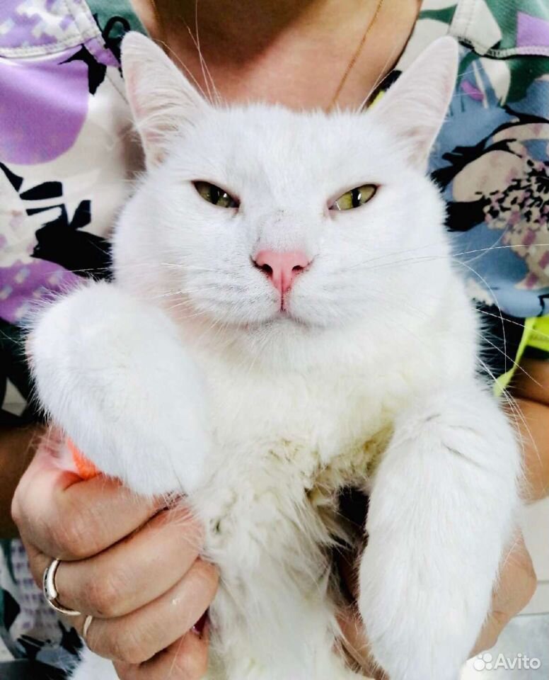 Шикарный крупный котик Котолей