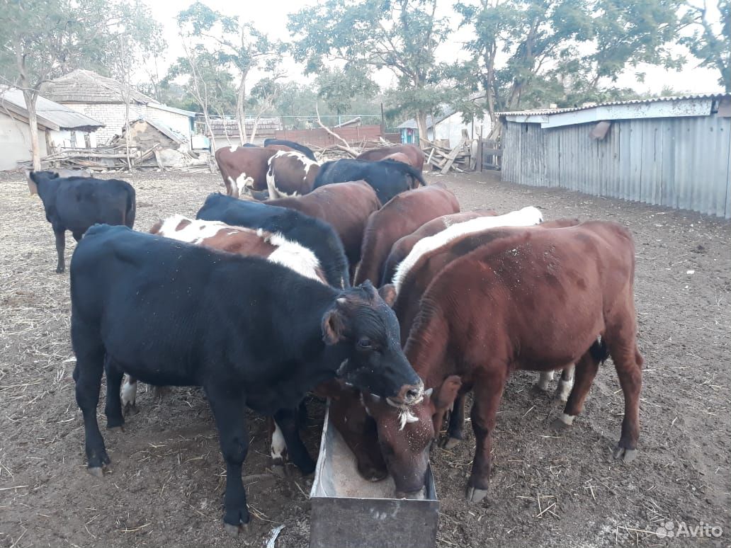 Бычки тёлки