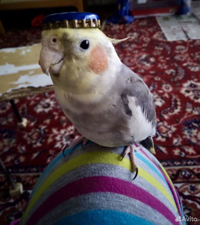 Попугай Корелла