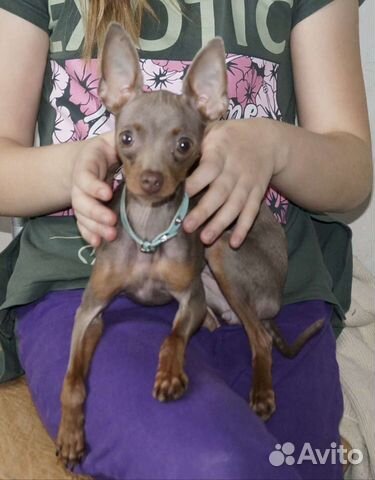 Русский той-терьер РКФ