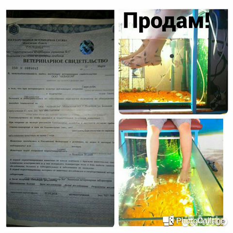 Рыбки Гара Руфа