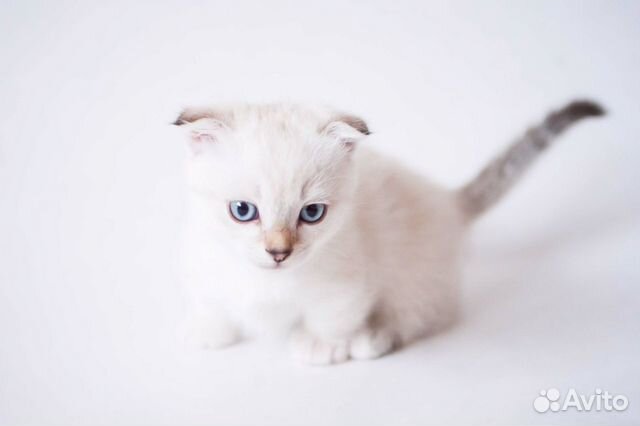 Котенок манчкин