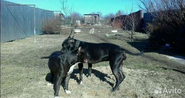 Питбуль щенки