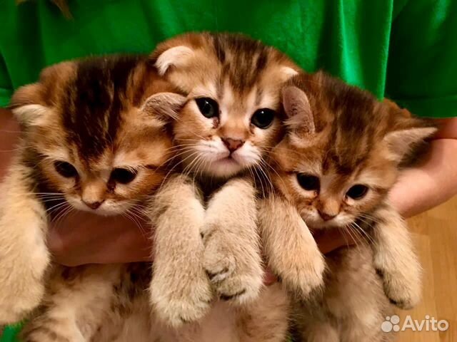 Шотландские вислоухие котята