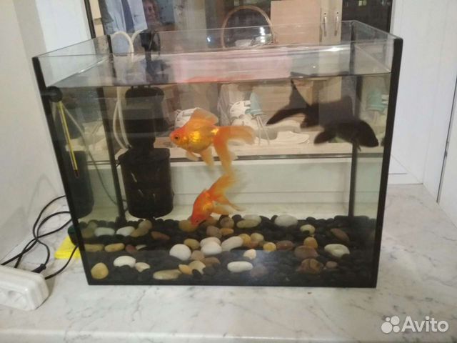 Аквариум