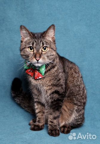 Милая кошечка Милаша 1 года и 1 неделя в добрые ру