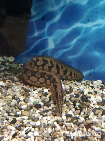 Мастацембелус