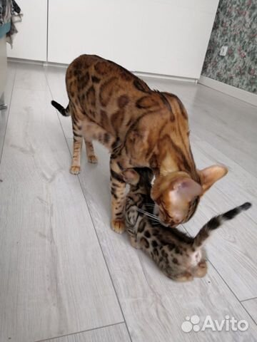Бенгальские котята
