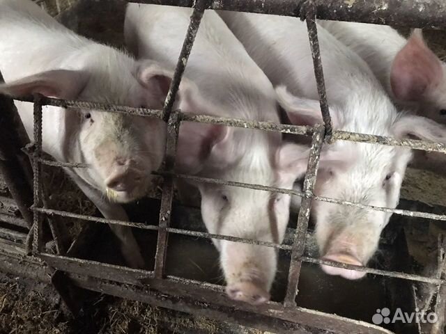 Свиньи живым весом