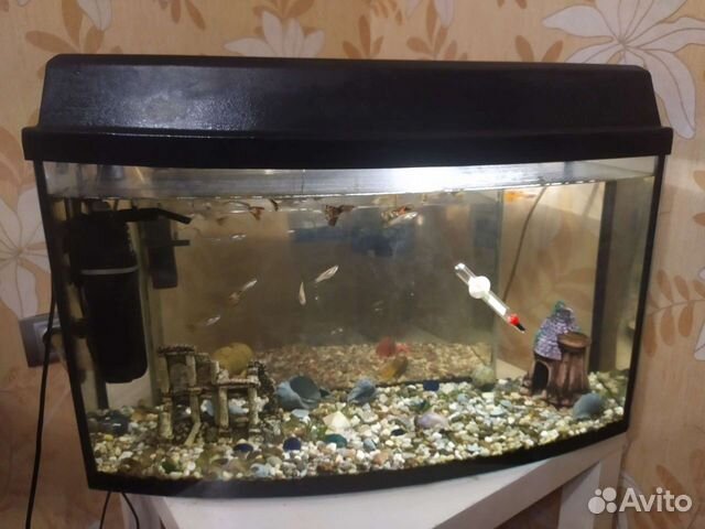 Аквариум с гуппи