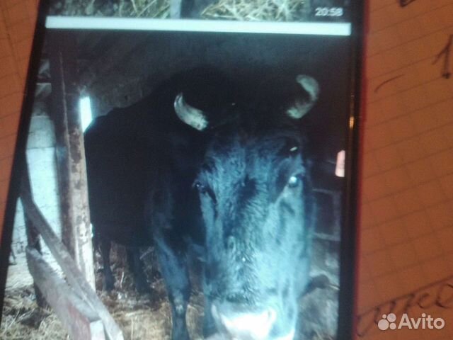 Коровы стельные