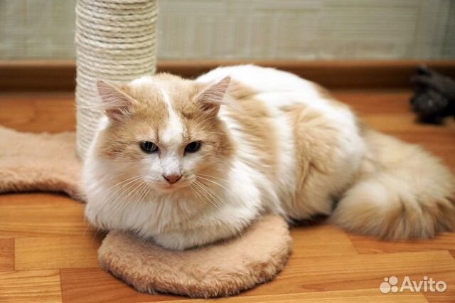 Ласковый котик в надежные руки