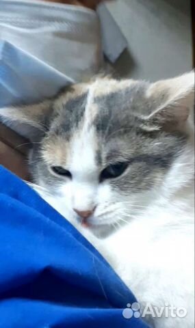 Ласковая нежная кошечка 8 месяцев