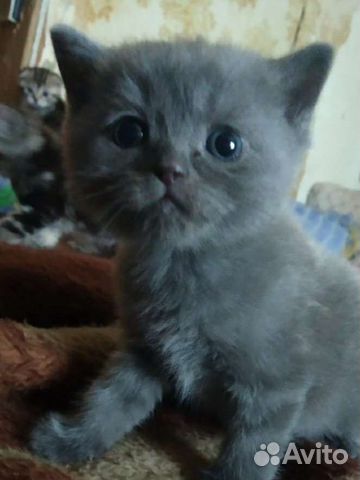 Шотландская вислоухая скоттиш фолд