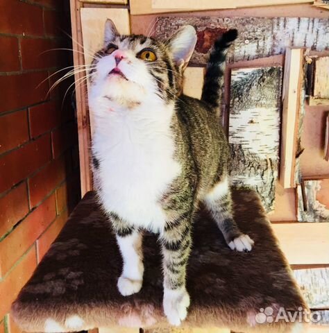 Маленькая кошечка не думала, что выживет