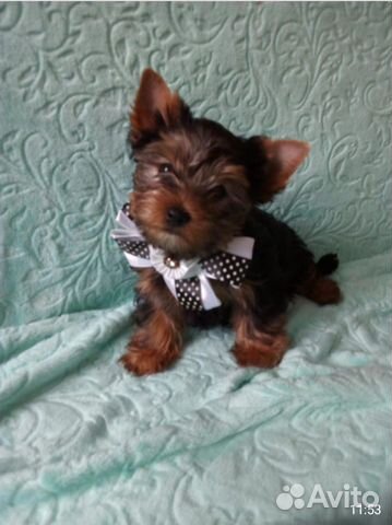 Шоколадный мальчик йорик