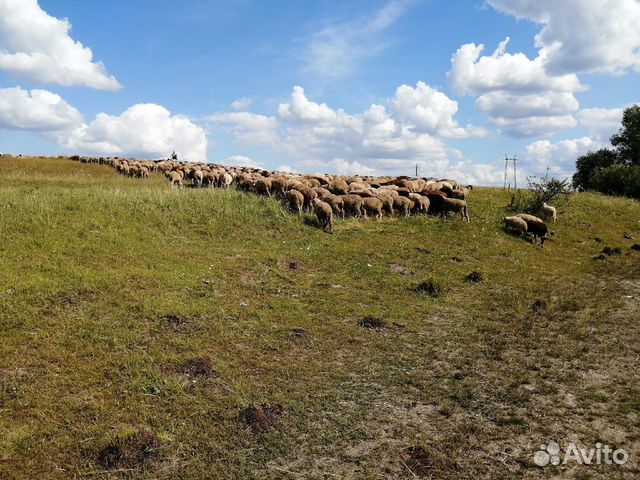 Бараны и овцы на Курбан байрам