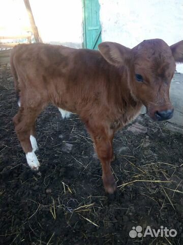 Продается телочка