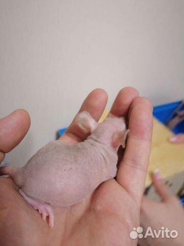 Крыса сфинкс