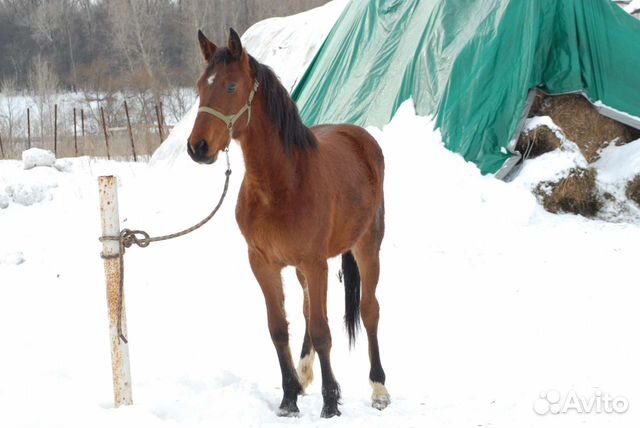Чистокровная кобыла русский рысак