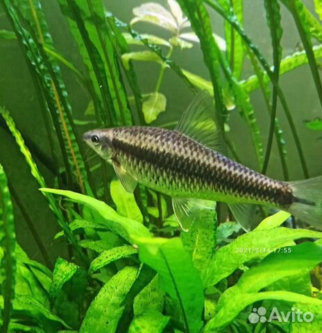 Сиамский водрослеед