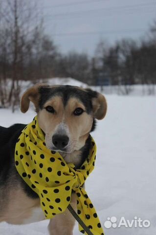 Очень ласковая собака Эмма в добрые руки