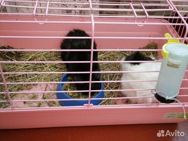 Морская свинка с клеткой