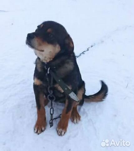 Шикарный щенок, мальчик