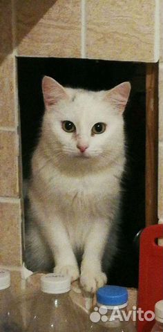 Кошка Белянка