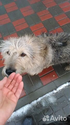 Пёсик нуждается в надежном хозяине