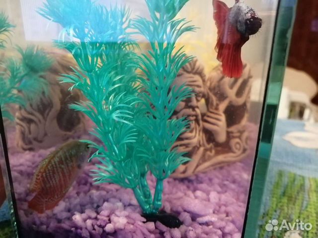 Продаётся рыбка Лялиус+Петушок+круглый аквариум