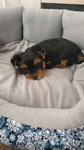 Йоркширский терьер