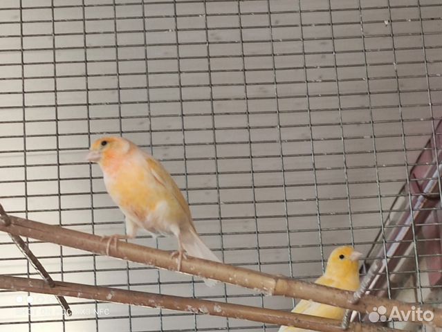 Кенар и канарейка