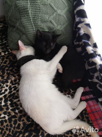 2 котика братика Лайт и Найт