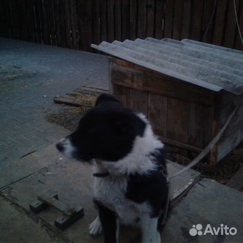 Щенок Реся