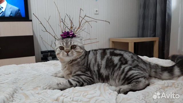 Вязка с принцем