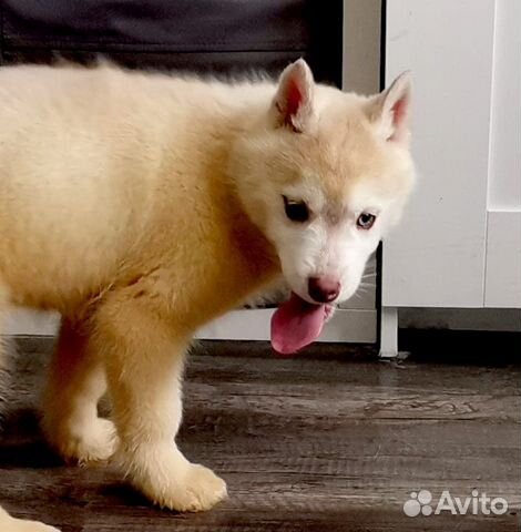 Собака Хаски