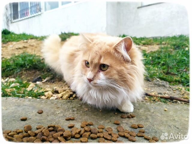 Персик в поиске дома