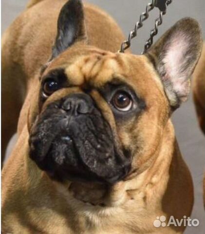 Супер детки от мультичемпиона