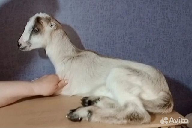 Козлик Ла-манча