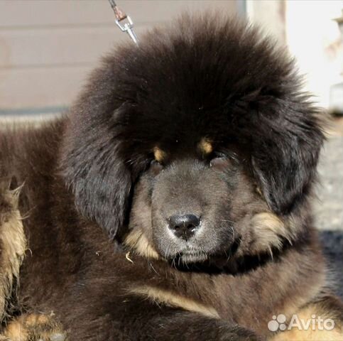 Тибетский мастиф щенки