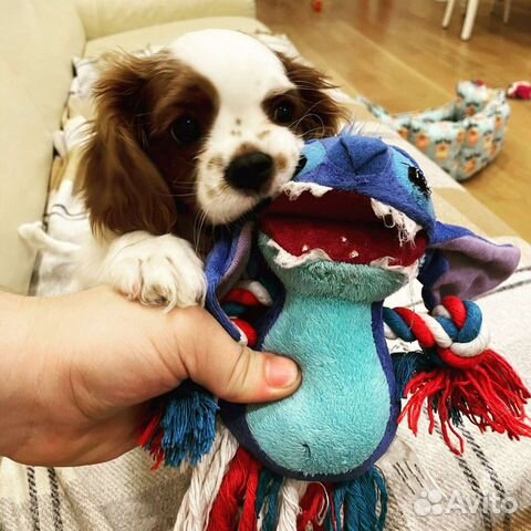 Кавалер Кинг Чарльз Спаниель Блейн хейм щенки