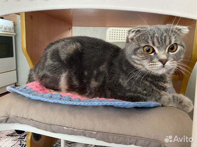 Шотландский кот вязка