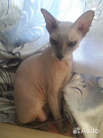 Донской сфинкс